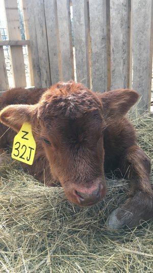 Does She Have Lump Jaw Cattle Cow And Ranching Community